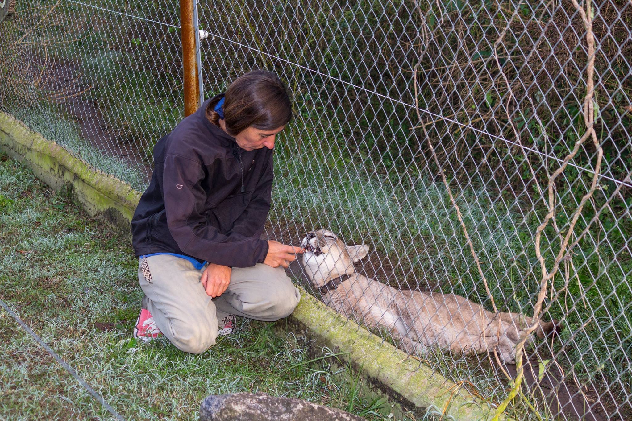 Kai Pacha y los pumas - La Vanguardia